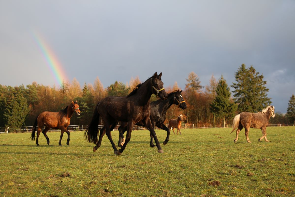Farm & Equine Insurance | Agile Underwriting Solutions